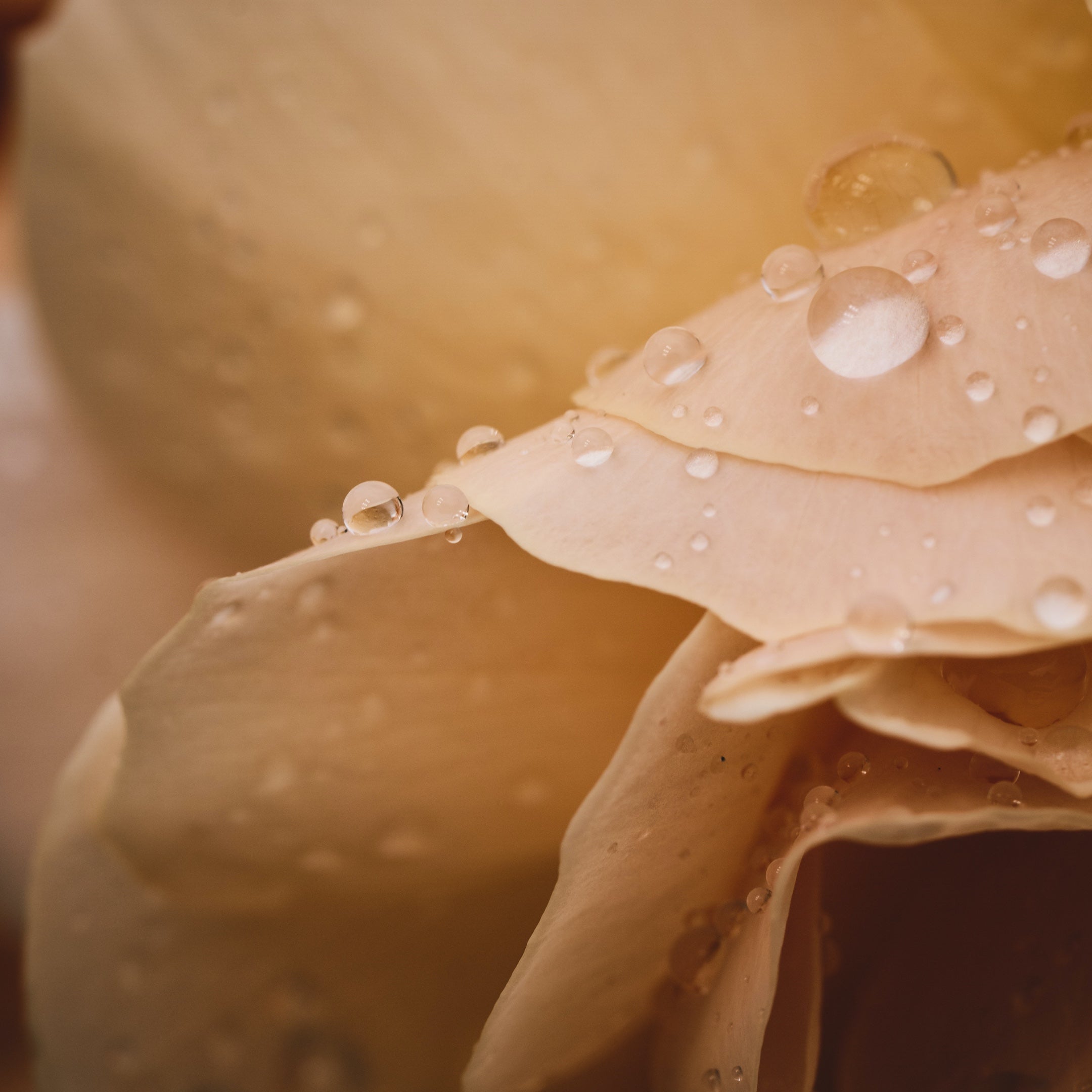 How to practice mindfulness with a rose – Anne Wesley